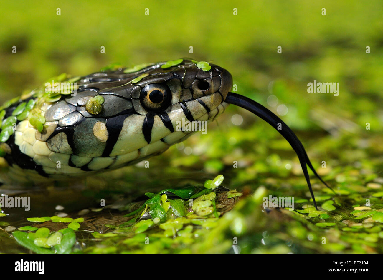 Schlange im wasser -Fotos und -Bildmaterial in hoher Auflösung – Alamy