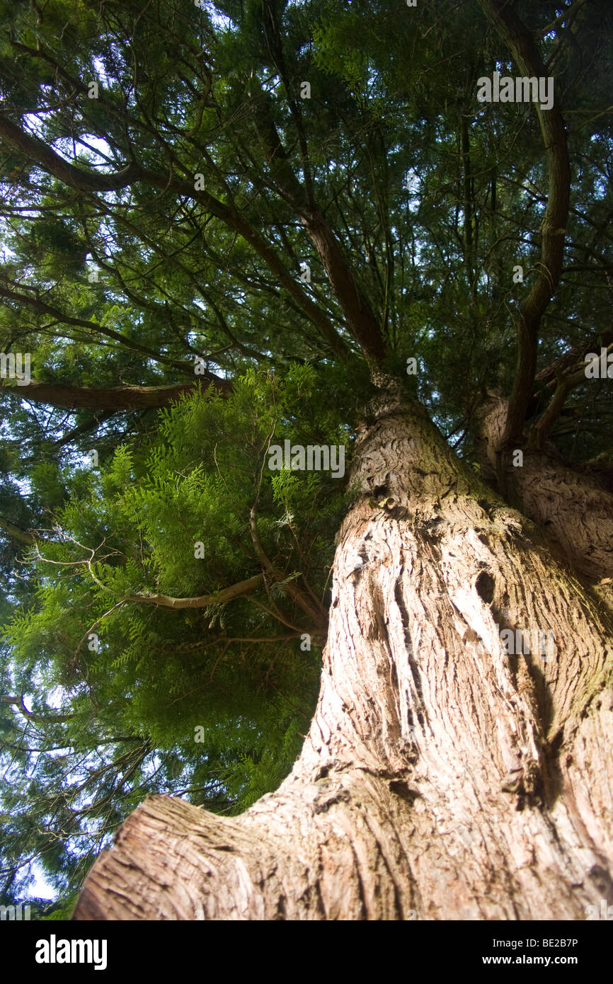 Europäische Eibe (Taxus Baccata Stockfotografie - Alamy