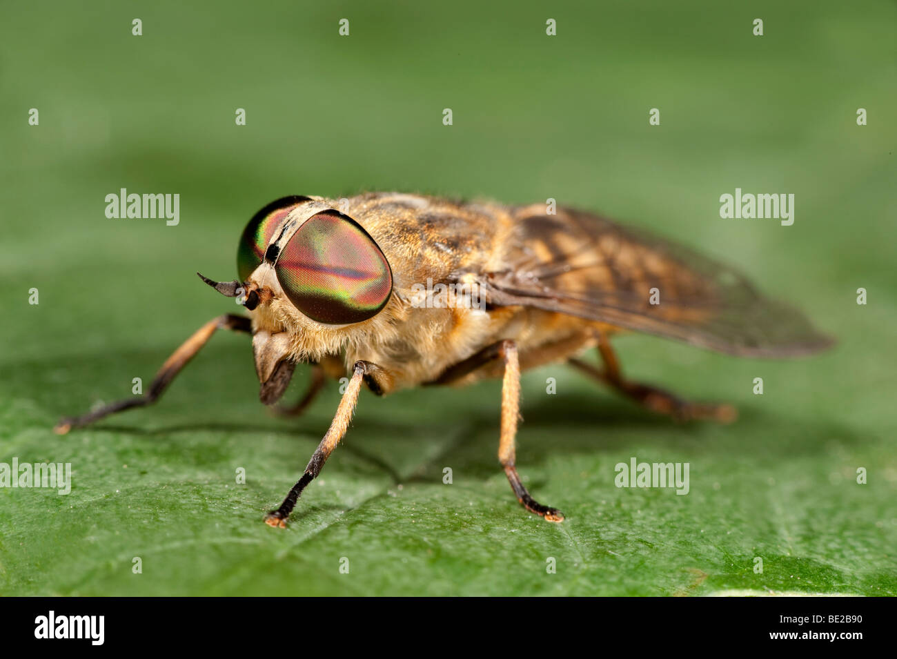 Pferdefliege Tabanus Bromius zeigt großes Facettenauge Stockfotografie ...