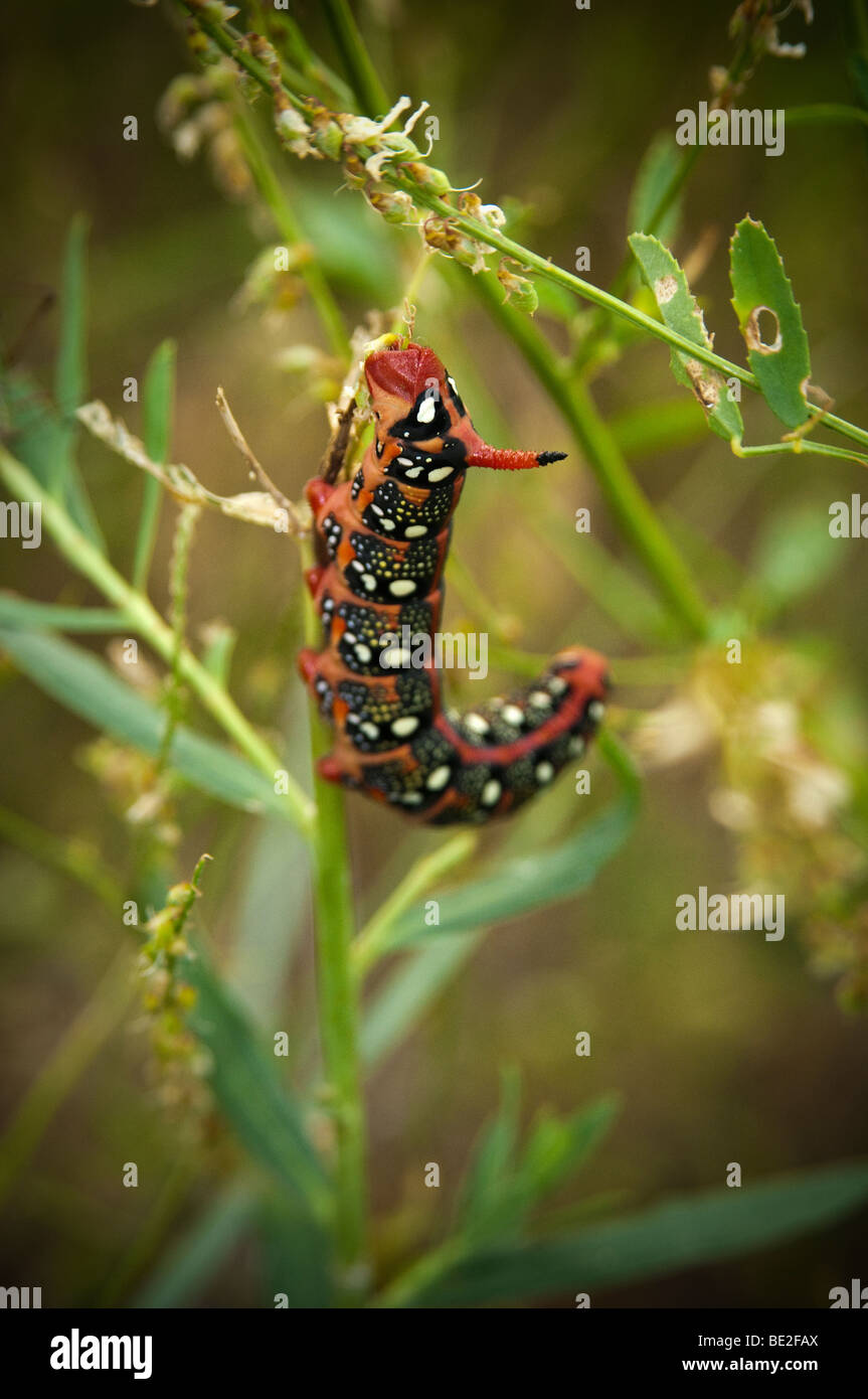 Rote und schwarze Raupe Stockfotografie - Alamy