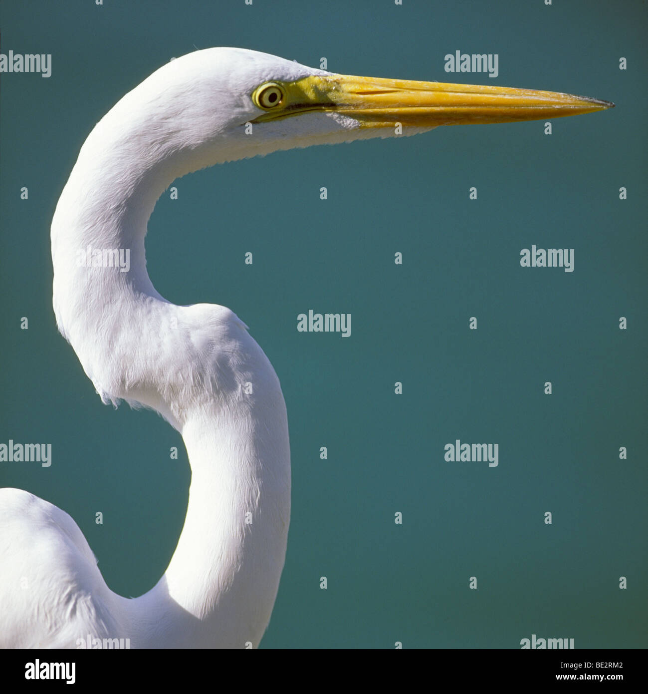 Langer halsvogel -Fotos und -Bildmaterial in hoher Auflösung – Alamy