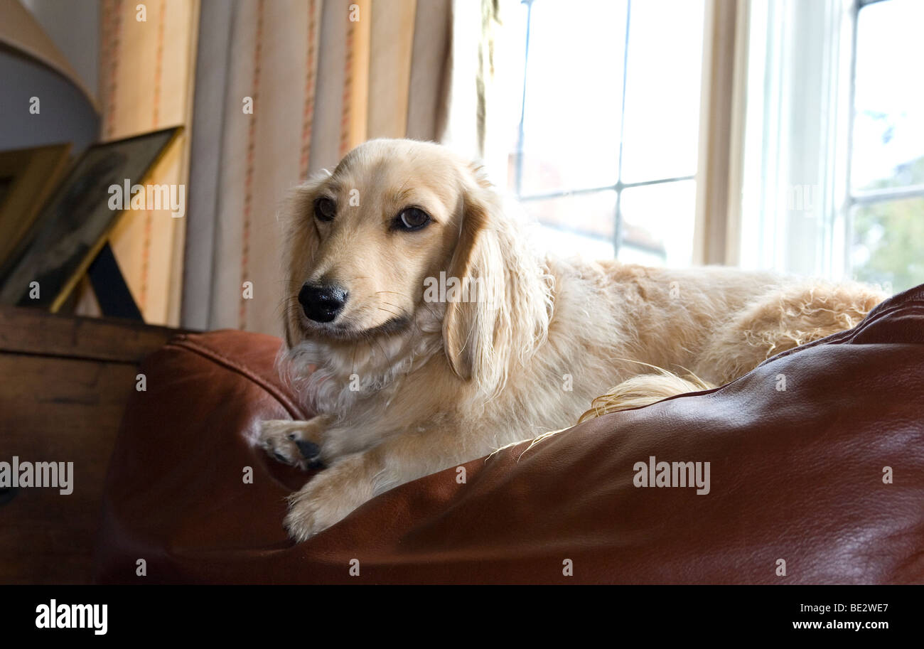 Kitz dackel -Fotos und -Bildmaterial in hoher Auflösung – Alamy