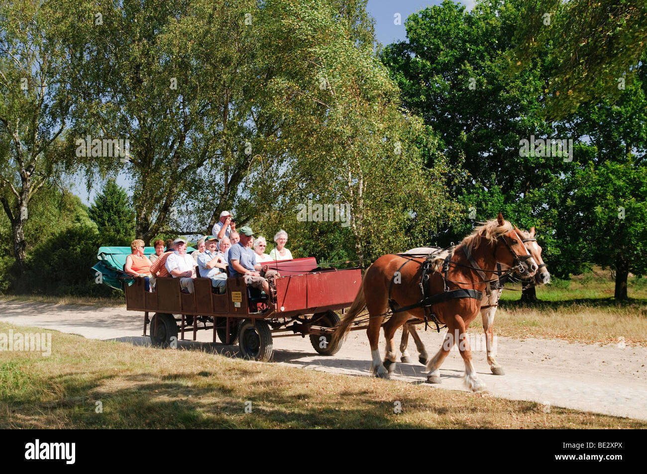 Fahrt mit der Kutsche durch die Heide in Undeloh, Naturpark Lüneburger ...
