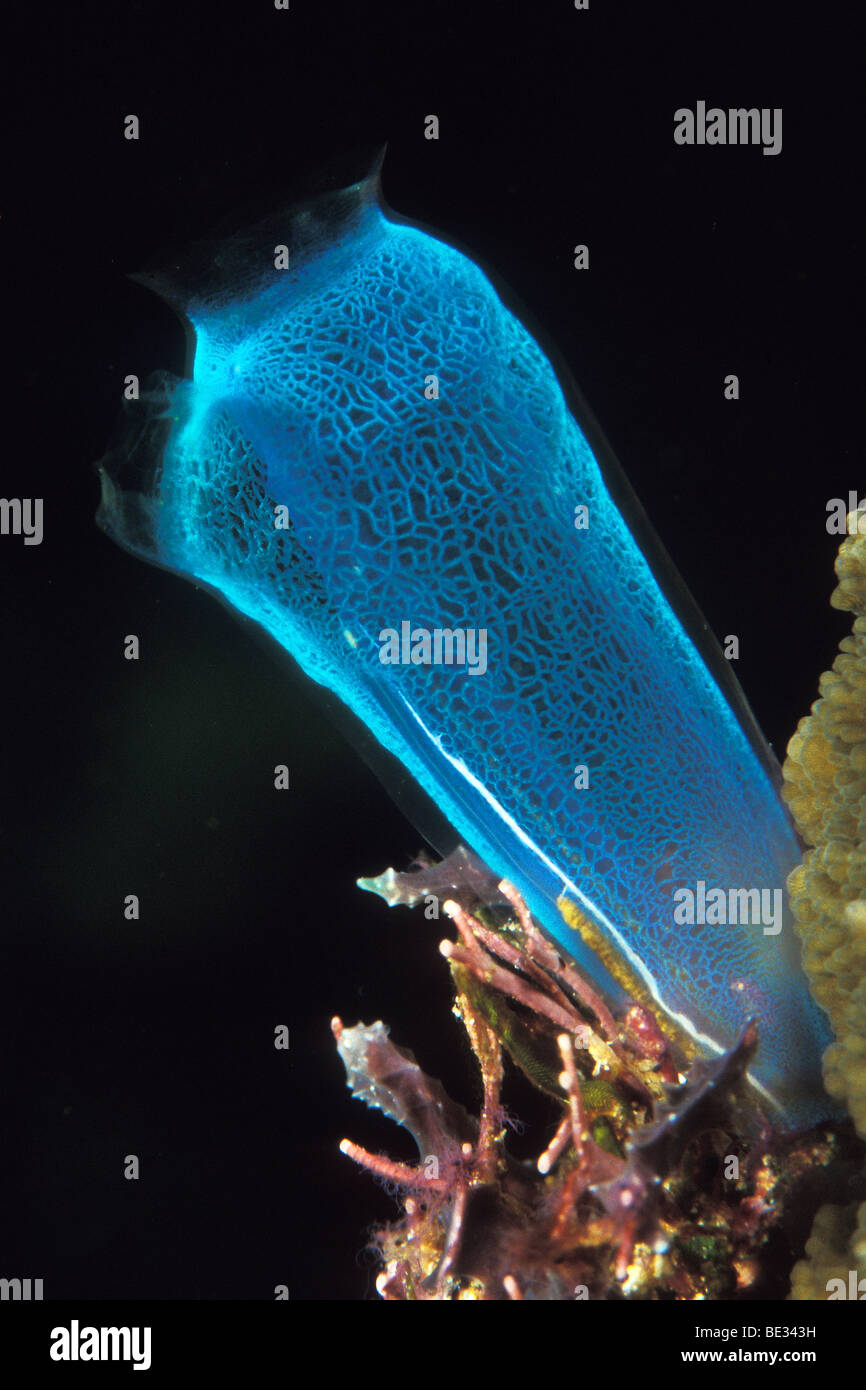 Blaue manteltiere -Fotos und -Bildmaterial in hoher Auflösung – Alamy