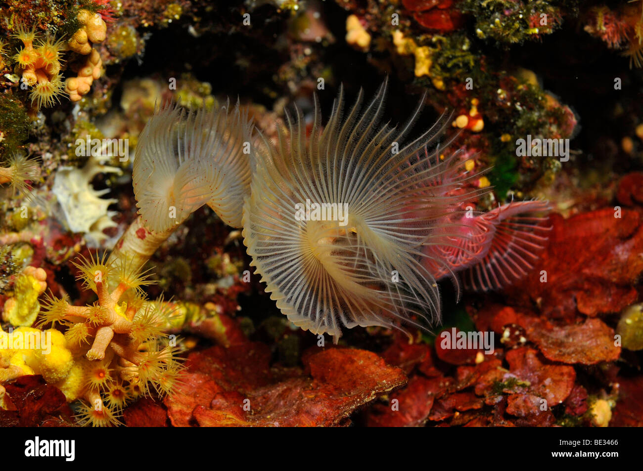 Protula sp -Fotos und -Bildmaterial in hoher Auflösung – Alamy