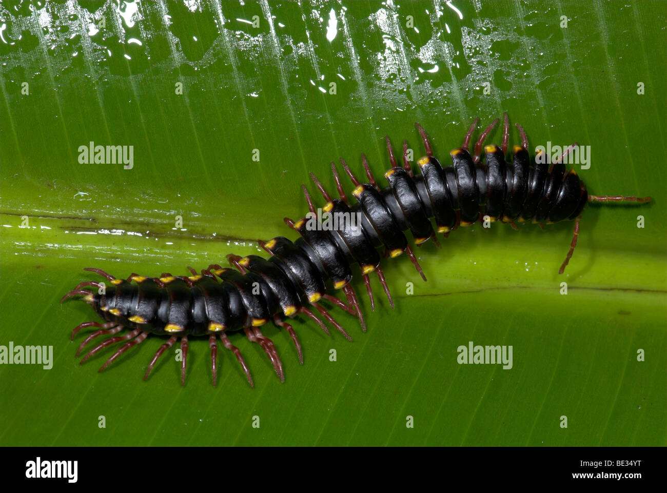 Polydesmus complanatus Stockfotos und -bilder Kaufen - Alamy