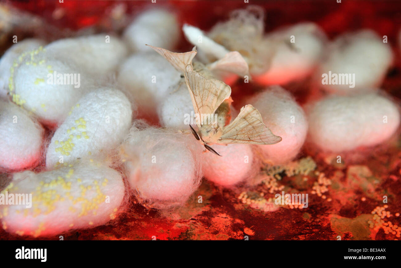 Silkworm moth bombyx mori -Fotos und -Bildmaterial in hoher Auflösung ...