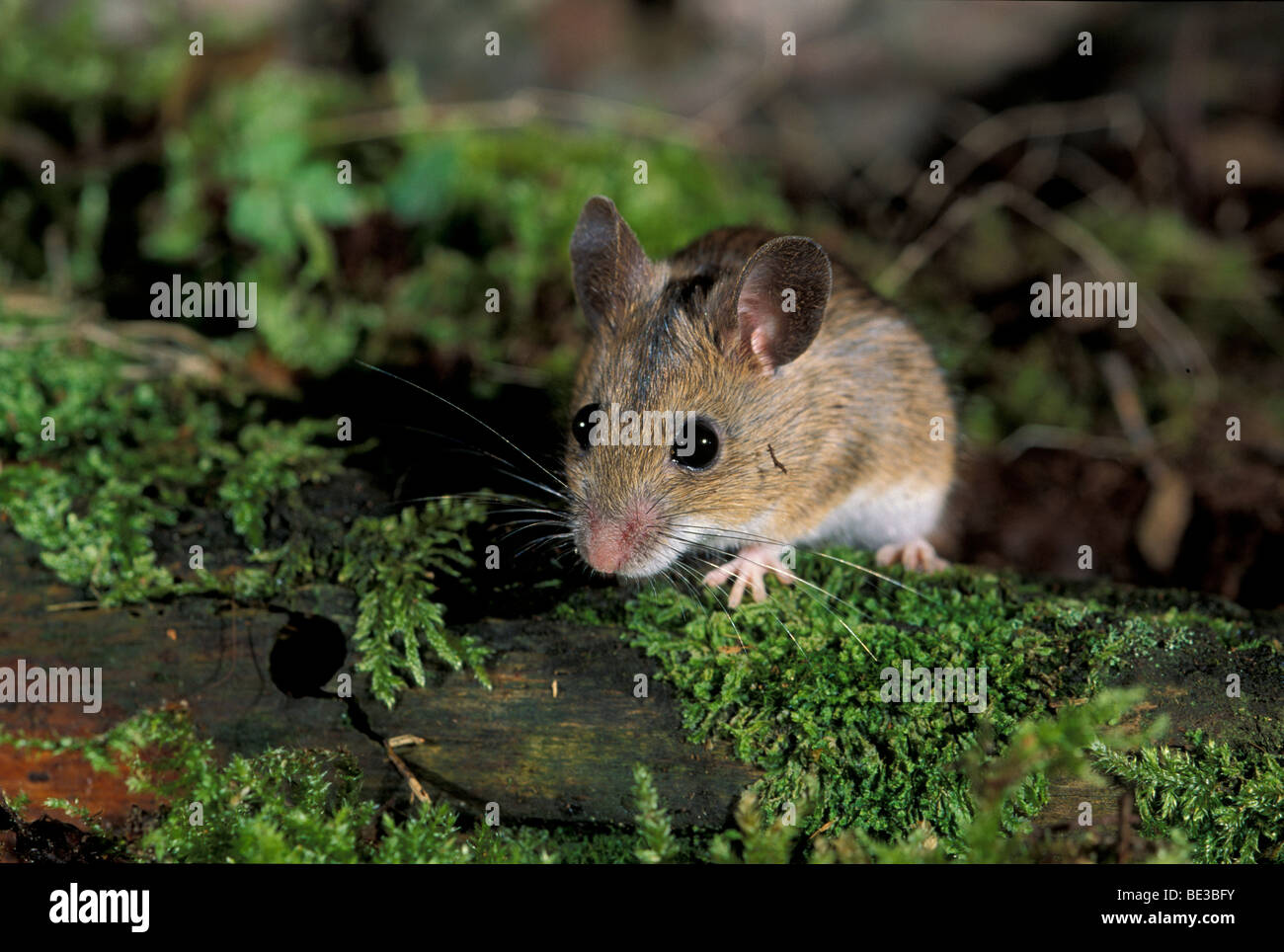 Langschwanz feldmaus apodemus sylvaticus -Fotos und -Bildmaterial in ...