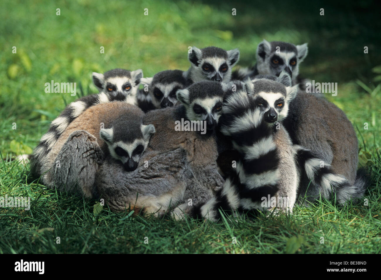 Katta Affe Stockfotos und -bilder Kaufen - Alamy