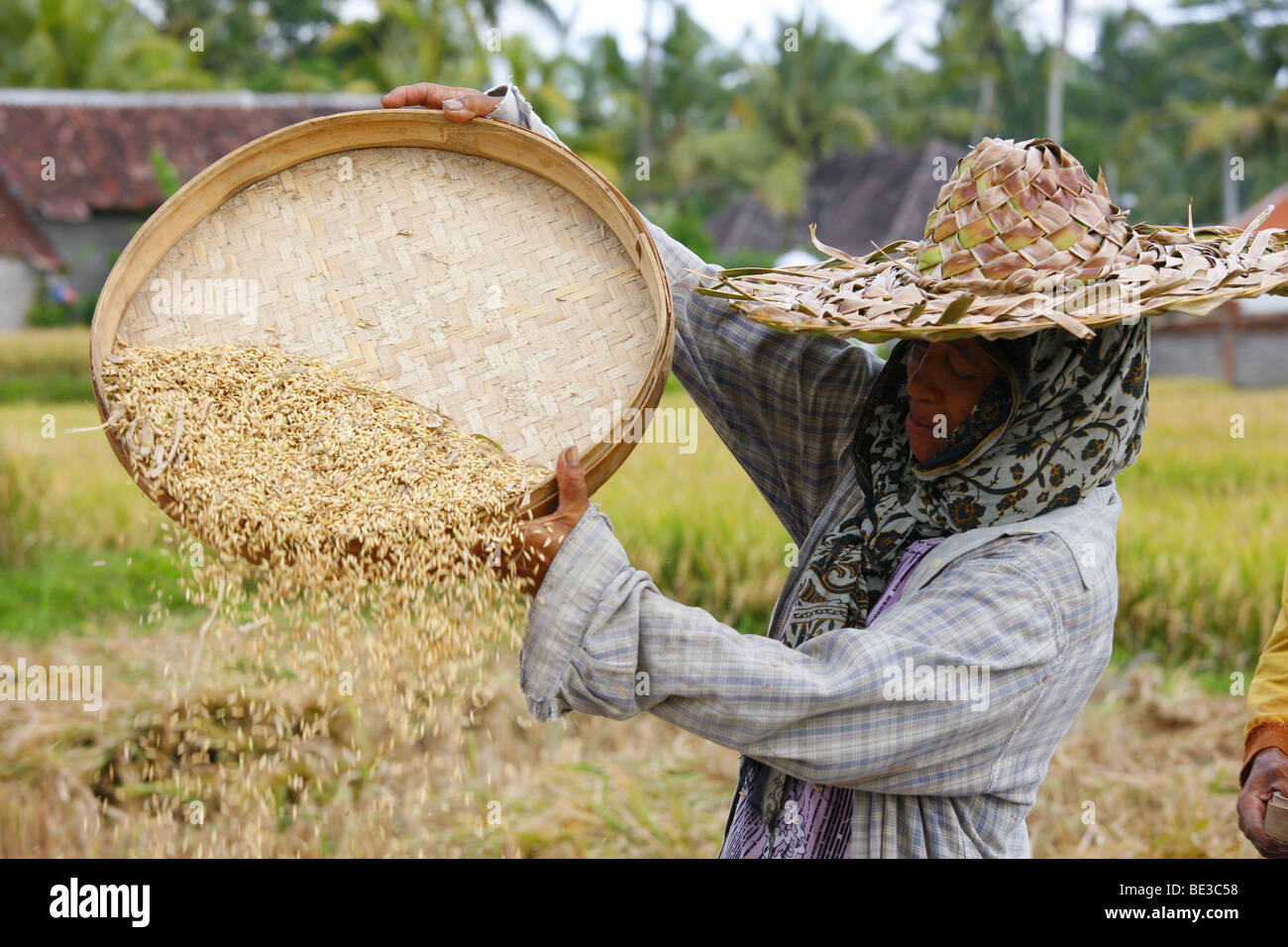 Frau Worfeln Reis, Ernte in den Reisfeldern in der Nähe von Tegal ...