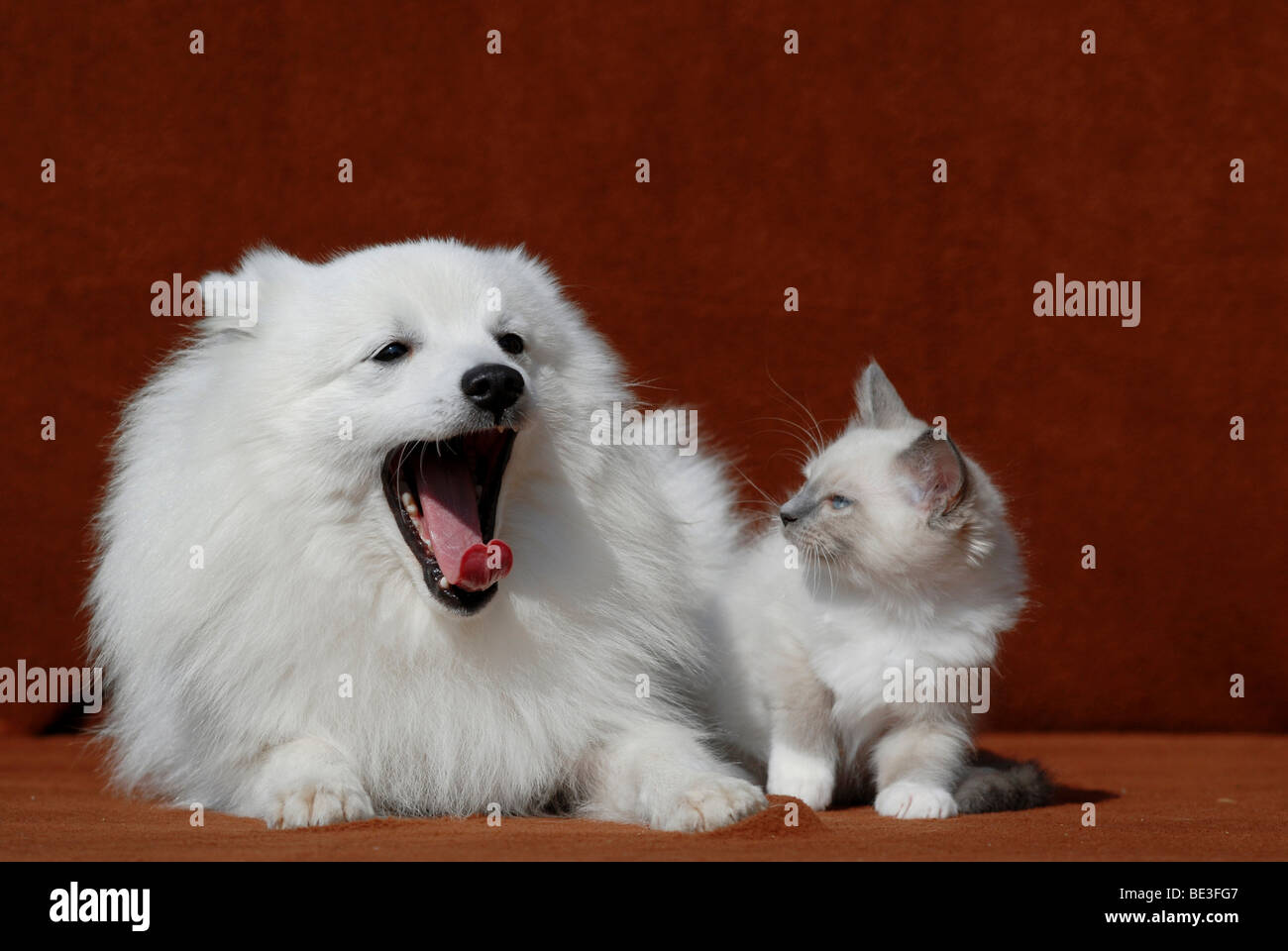 Japanese Spitz oder Nihon Supittsu mit Ragdoll Katze Stockfotografie ...