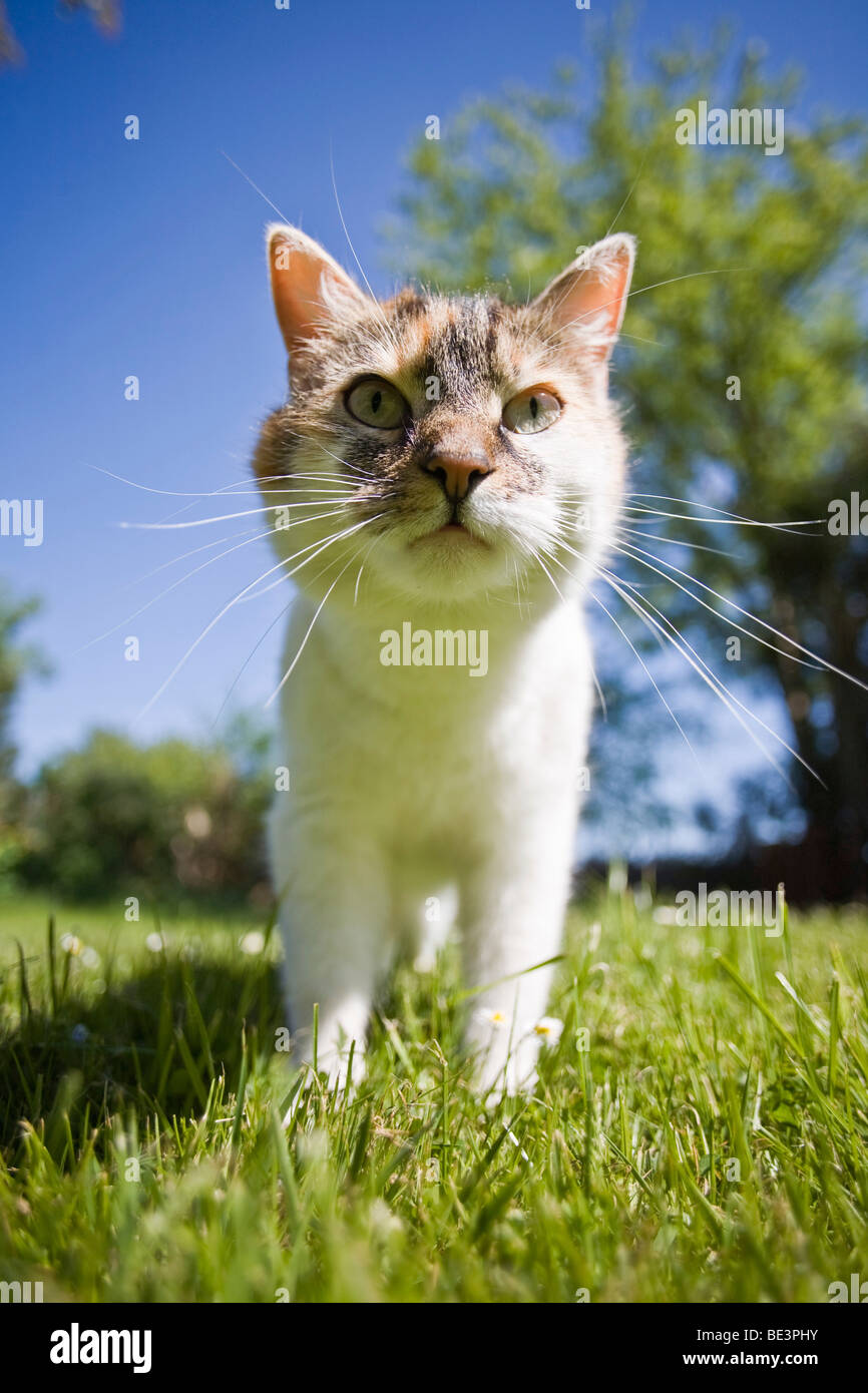 Young cat -Fotos und -Bildmaterial in hoher Auflösung – Alamy