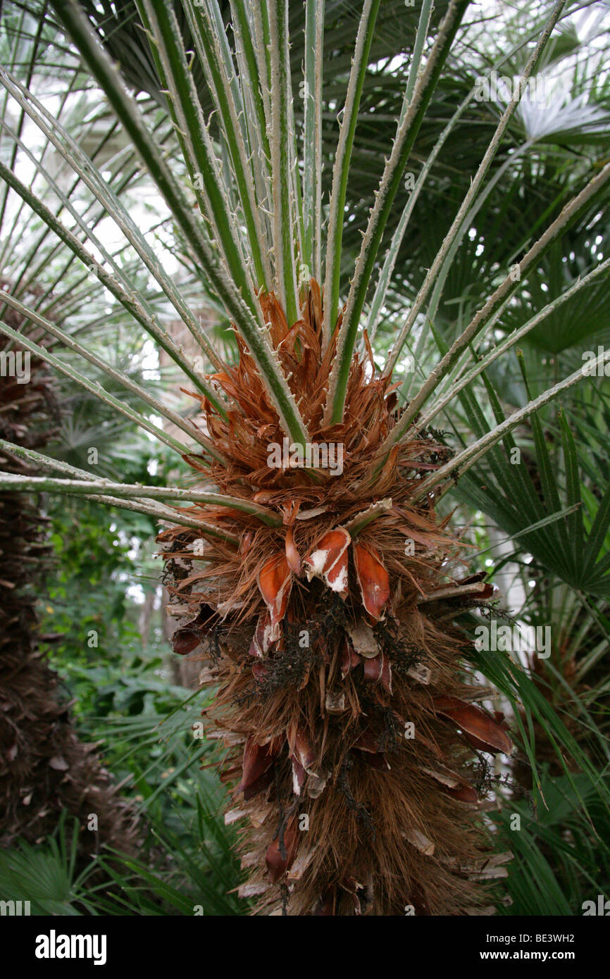 Chamaerops humilis leaf -Fotos und -Bildmaterial in hoher Auflösung – Alamy