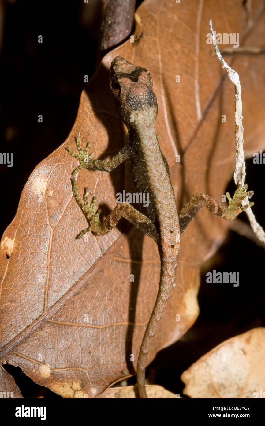 Norops humilis -Fotos und -Bildmaterial in hoher Auflösung – Alamy