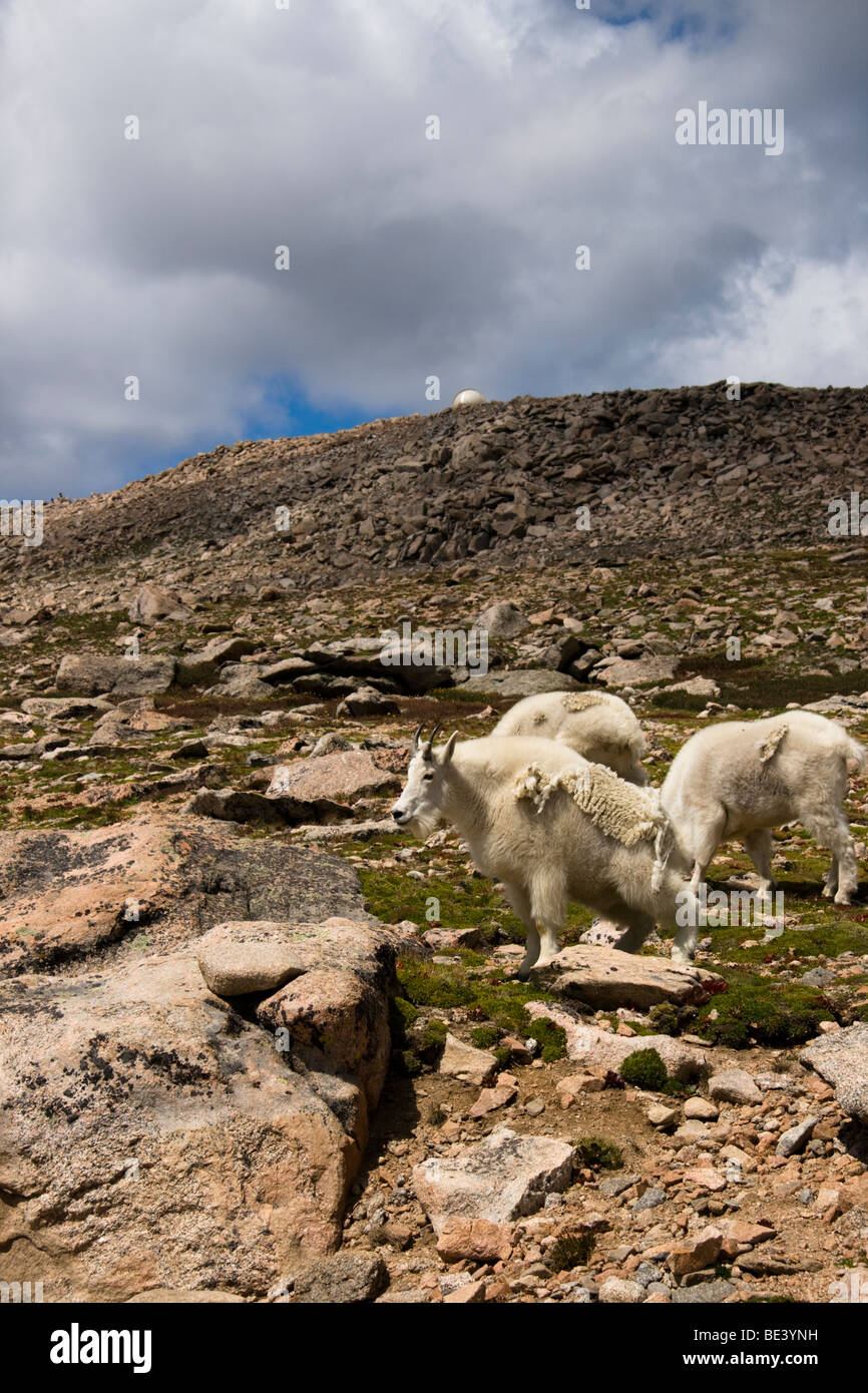 Mount evans colorado -Fotos und -Bildmaterial in hoher Auflösung – Alamy