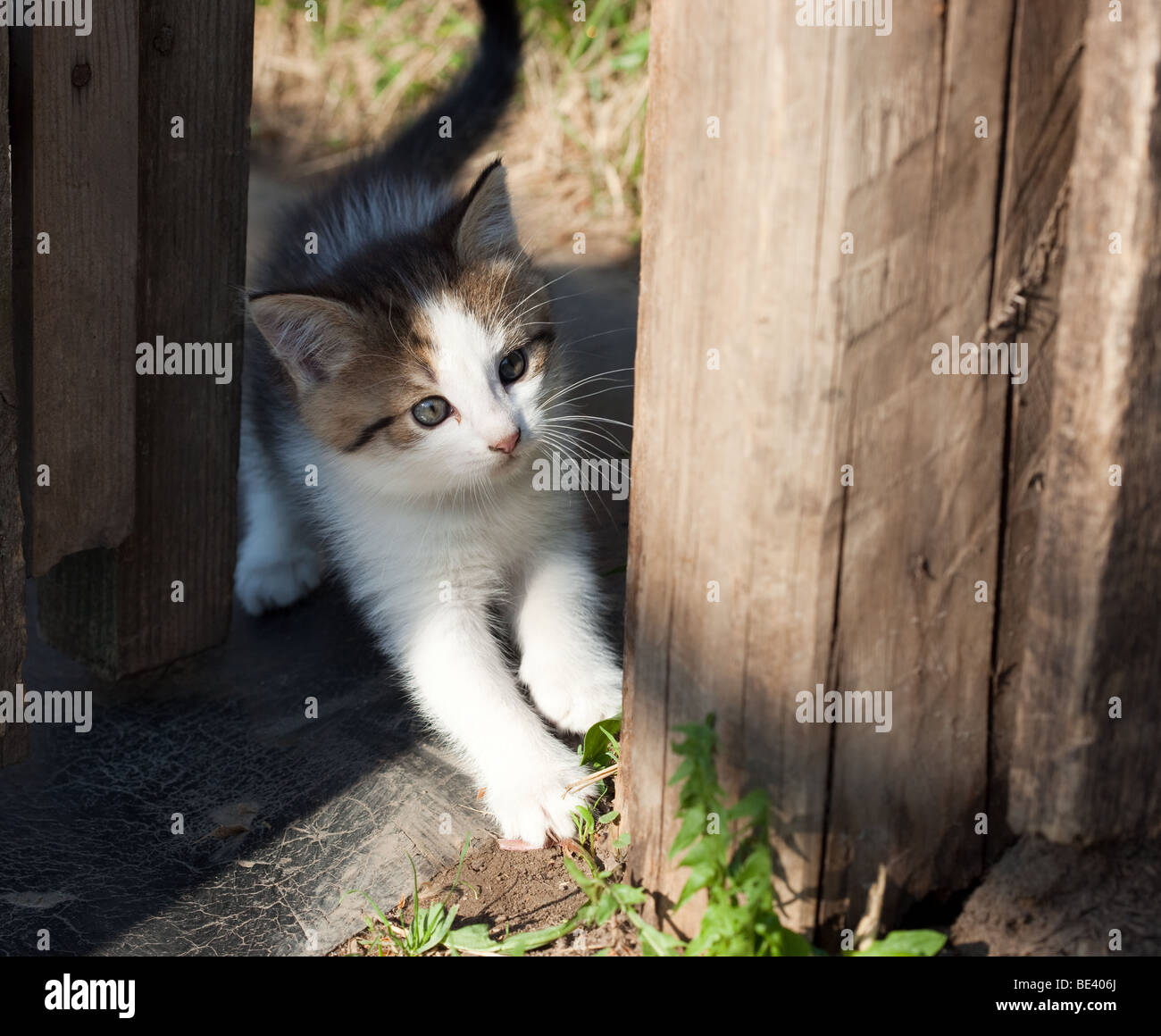 Tom narr -Fotos und -Bildmaterial in hoher Auflösung – Alamy