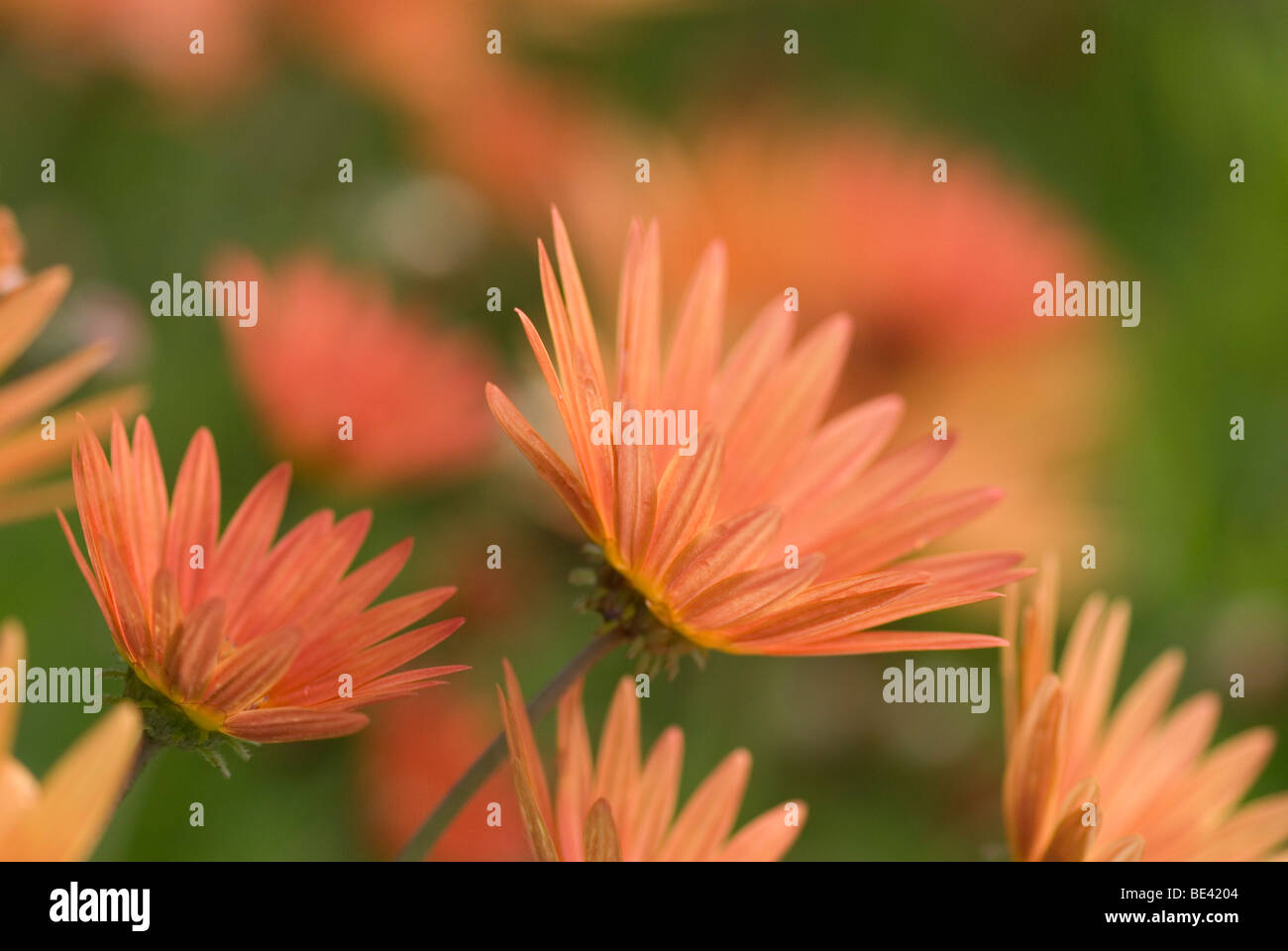Form der flamme -Fotos und -Bildmaterial in hoher Auflösung – Alamy
