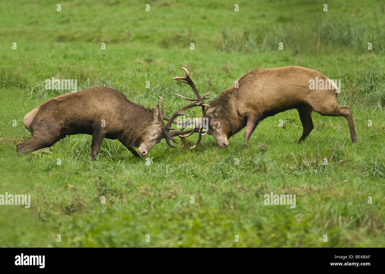 Rothirsche kampf -Fotos und -Bildmaterial in hoher Auflösung – Alamy