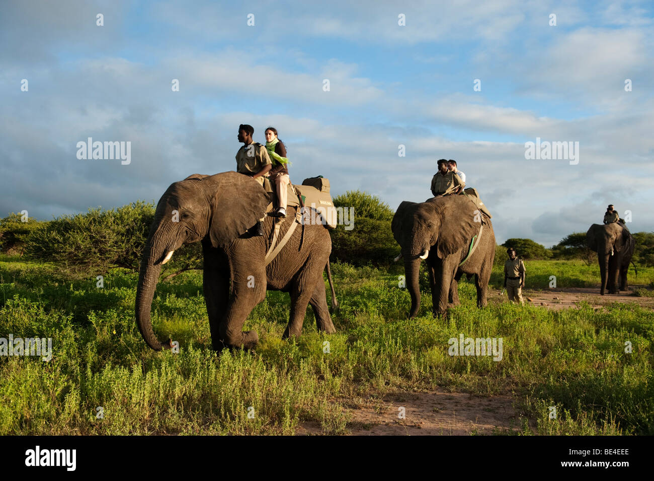 Elephant Back Safari, Kapama Game Reserve, Krüger Nationalpark ...
