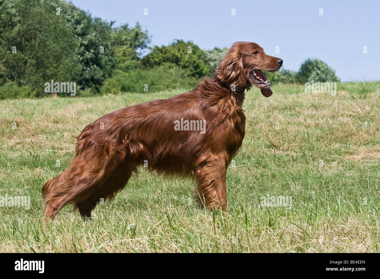 Stehender jagdhund -Fotos und -Bildmaterial in hoher Auflösung – Alamy