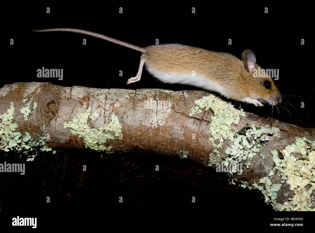Waldmaus (Apodemus Sylvaticus Stockfotografie - Alamy