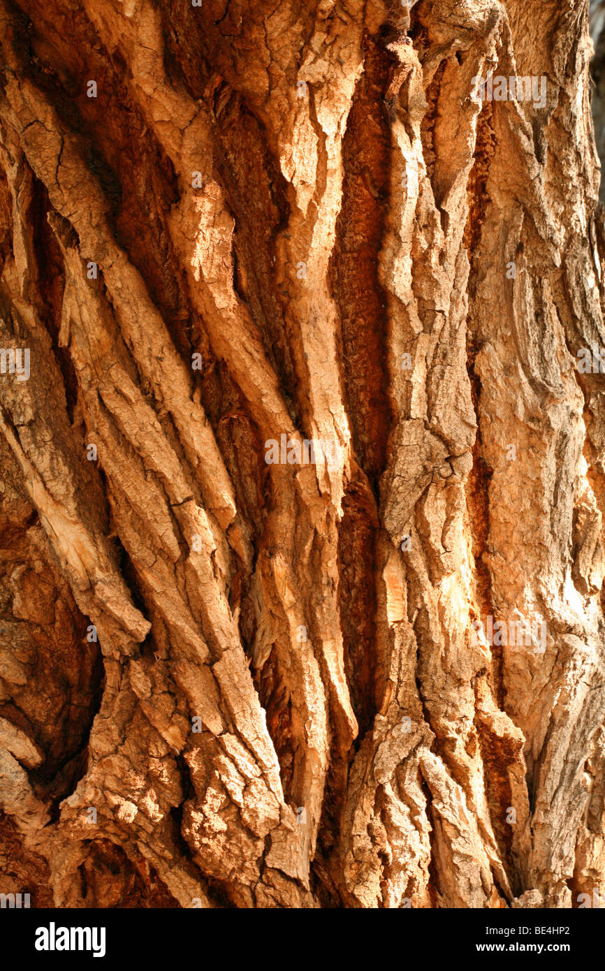 Nahaufnahme baumrinde -Fotos und -Bildmaterial in hoher Auflösung – Alamy