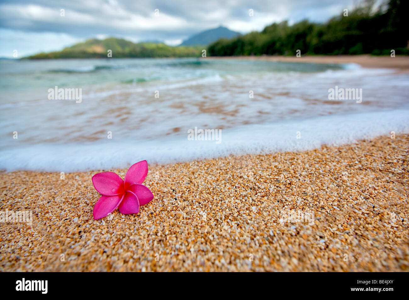 Red Frangipani Stockfotos und -bilder Kaufen - Alamy