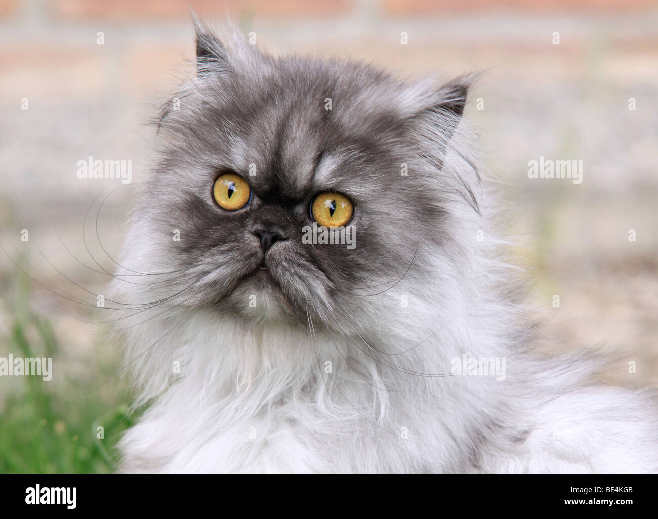 Graue Perser Katze, Porträt Stockfoto, Bild: 25918715 - Alamy