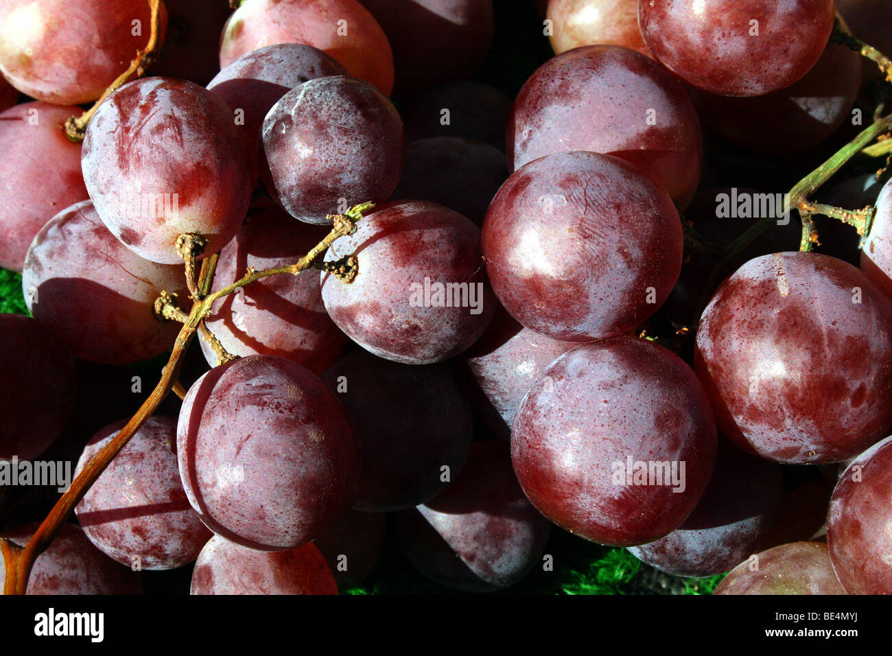 Rote trauben vitis vinifera Stockfotos und -bilder Kaufen - Alamy