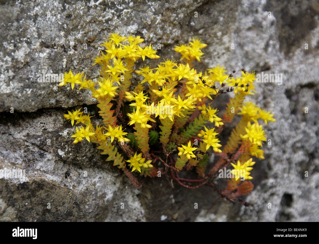 Beißend Stonecrop alias Golden Carpet, Wall Pepper oder Gold Moss ...