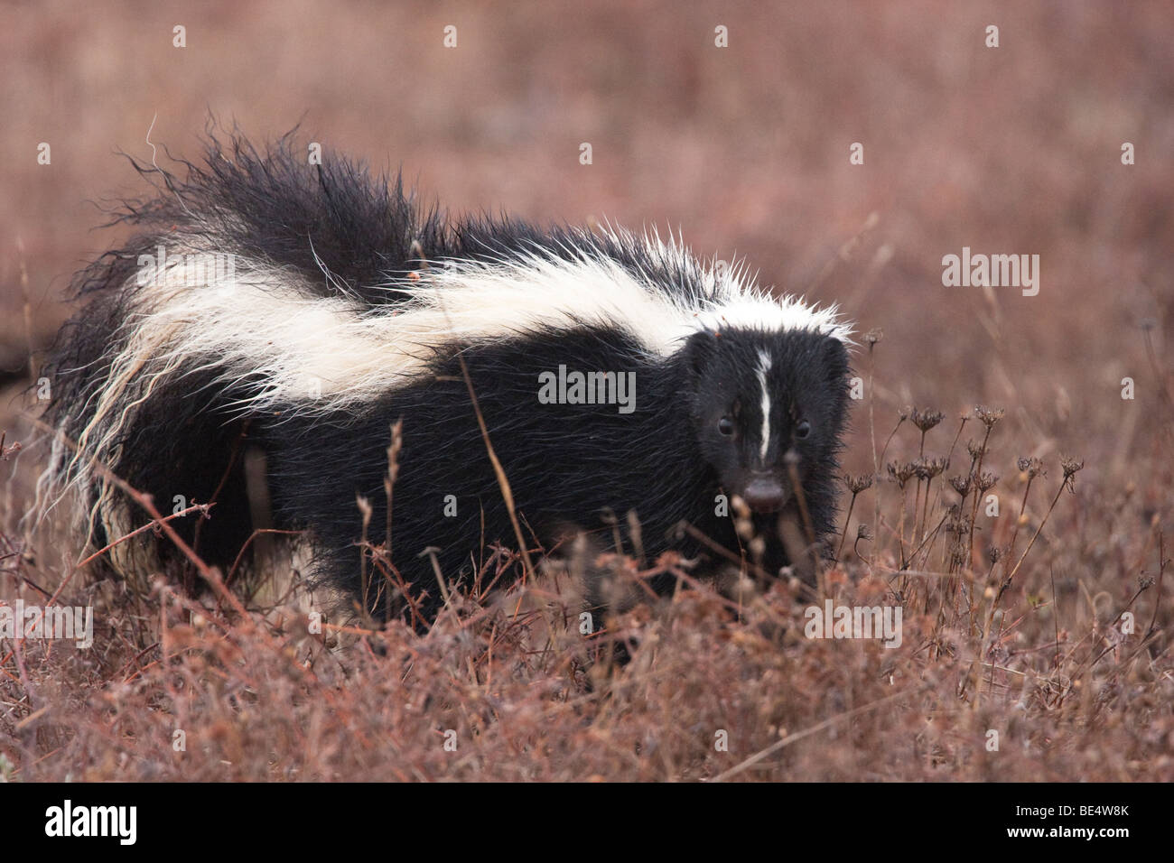 Das stinktier -Fotos und -Bildmaterial in hoher Auflösung – Alamy