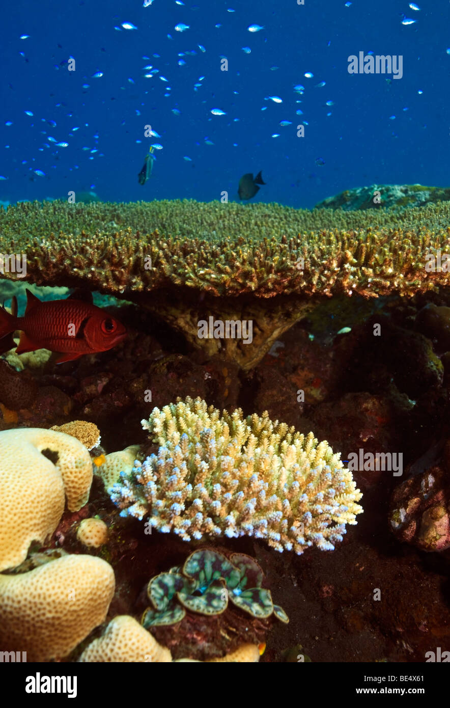 Roter damselfish -Fotos und -Bildmaterial in hoher Auflösung – Alamy