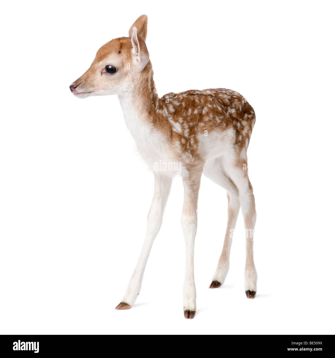 Damwild natur tier foto und bild Ausgeschnittene Stockfotos und -bilder ...