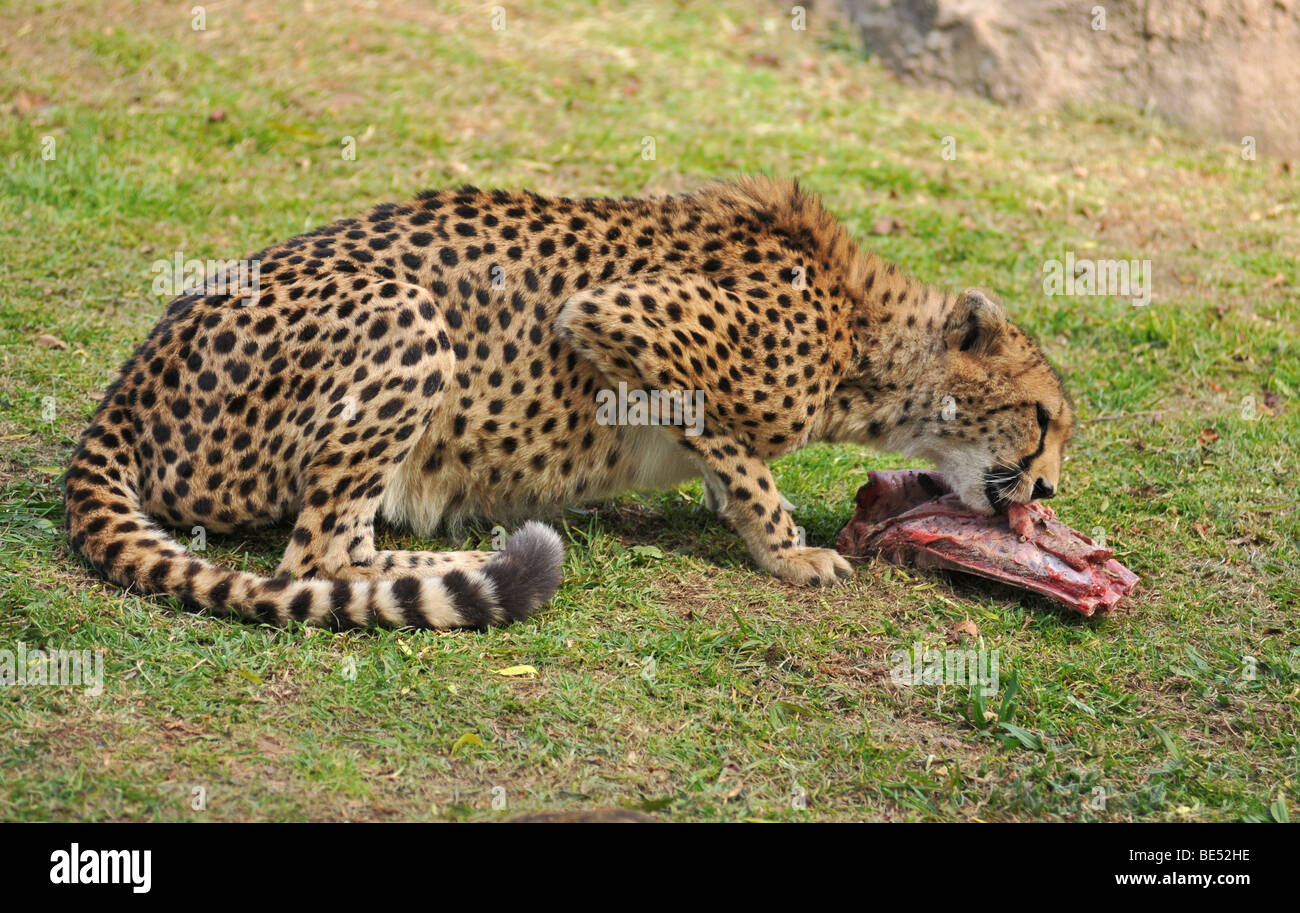 Gepard, der fleisch isst -Fotos und -Bildmaterial in hoher Auflösung ...