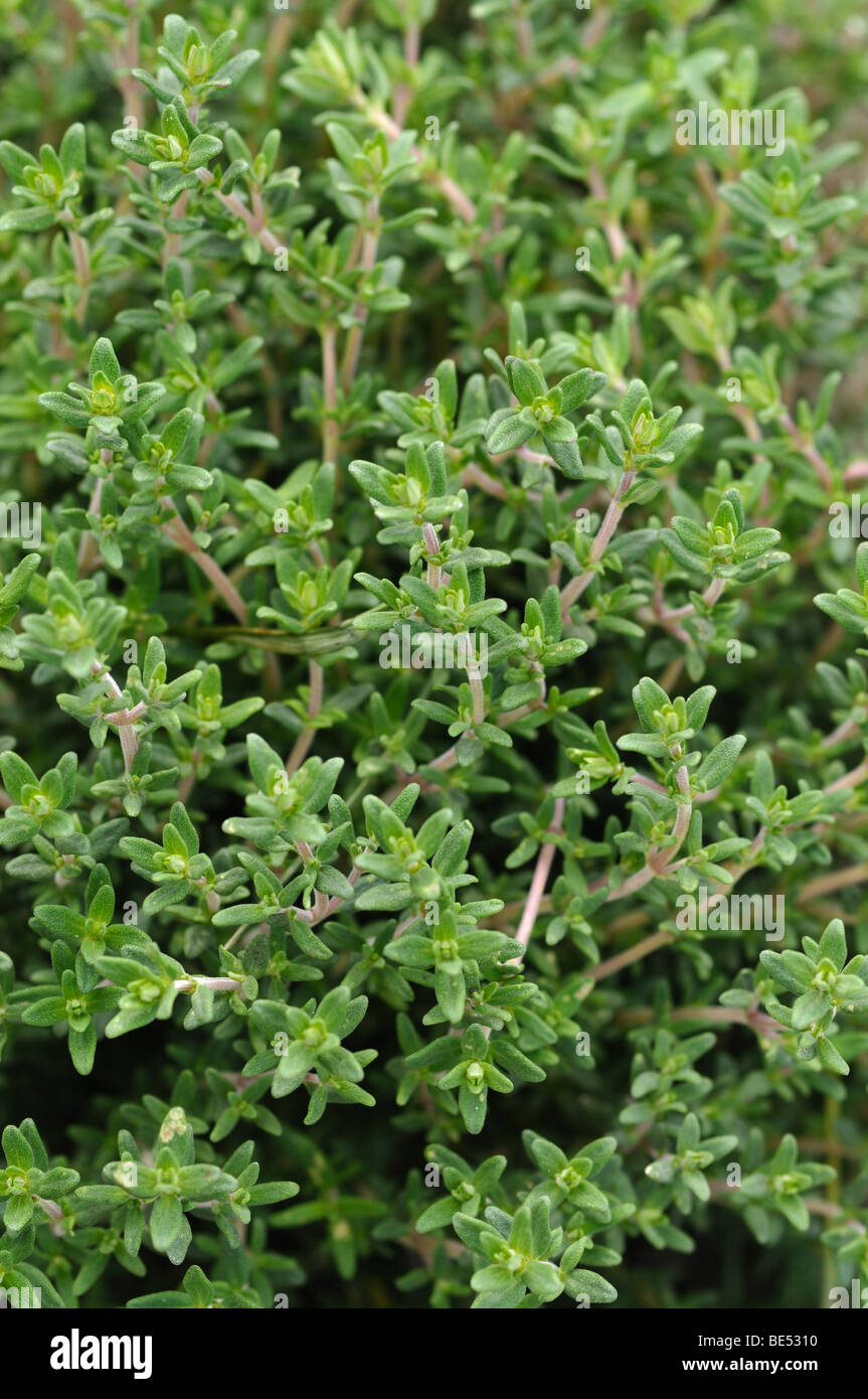 Mit thymian -Fotos und -Bildmaterial in hoher Auflösung – Alamy
