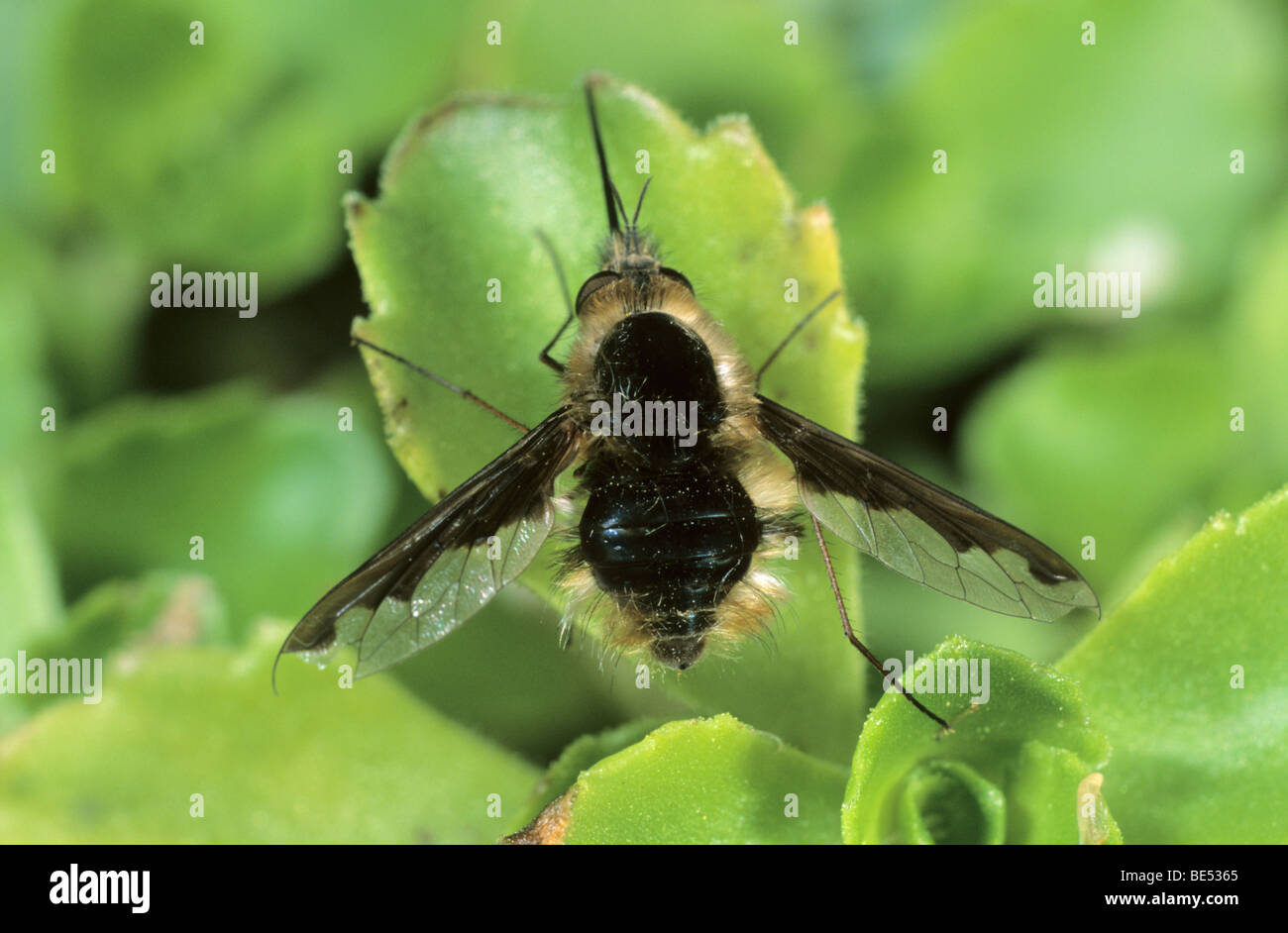 Bee Fly Arten (Anthrax-sp Stockfotografie - Alamy
