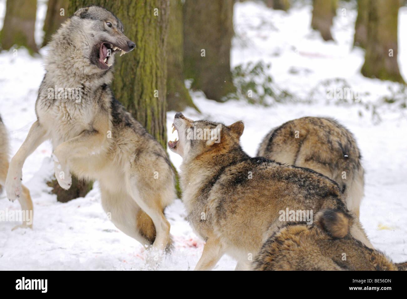 Grey wolves fighting in snow -Fotos und -Bildmaterial in hoher ...