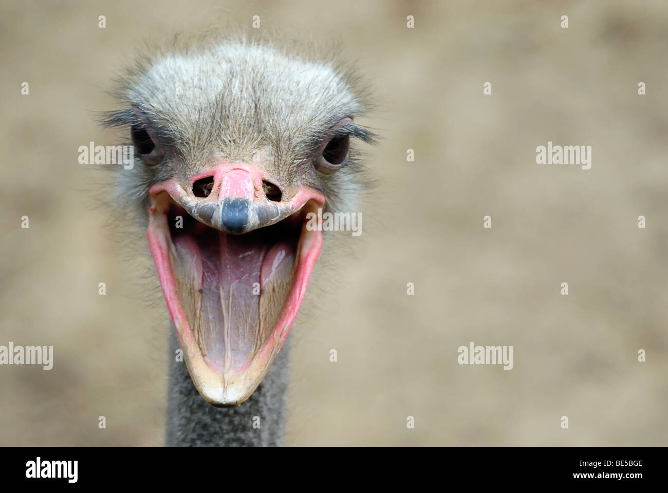 Lustige vogel strauss bilder -Fotos und -Bildmaterial in hoher ...