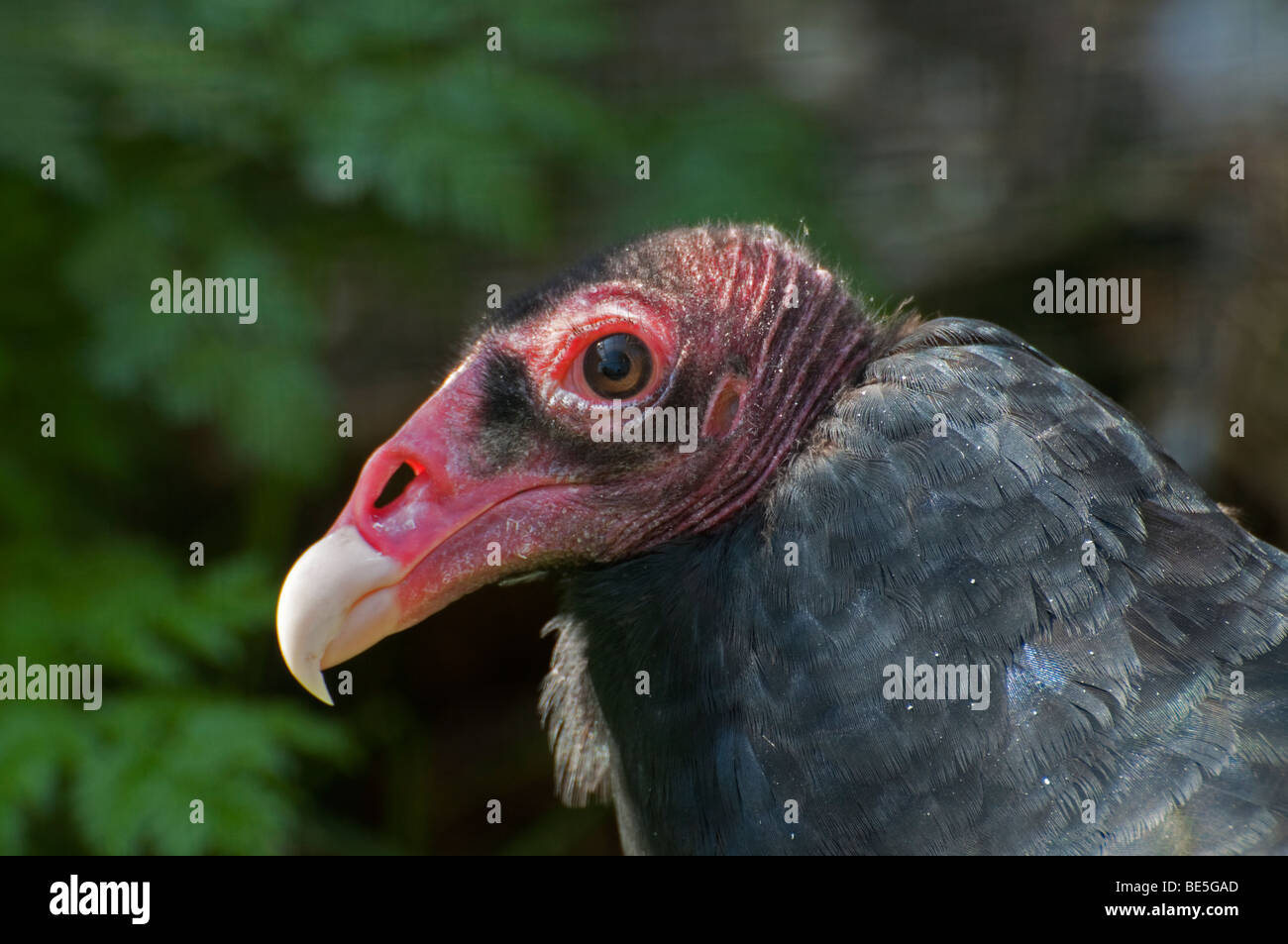 Geier schnabel -Fotos und -Bildmaterial in hoher Auflösung – Alamy