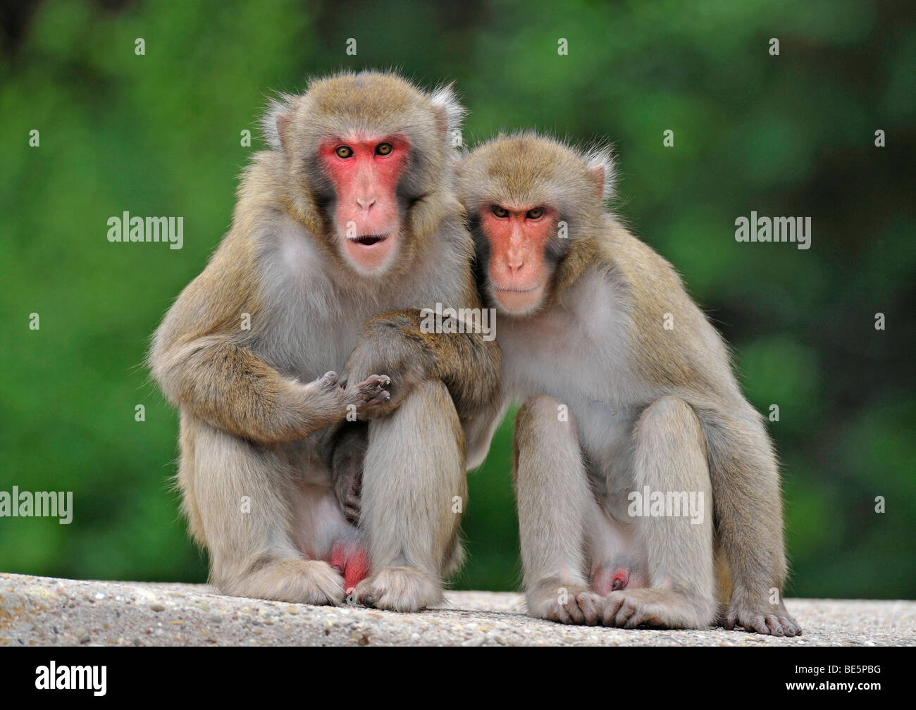 Japanische makaken -Fotos und -Bildmaterial in hoher Auflösung – Alamy