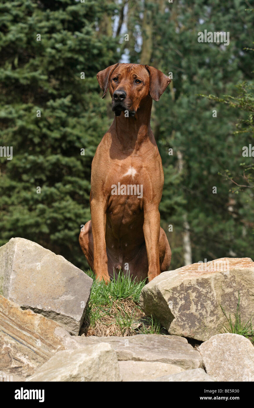 Rhodesian ridgeback dog sitting on -Fotos und -Bildmaterial in hoher ...