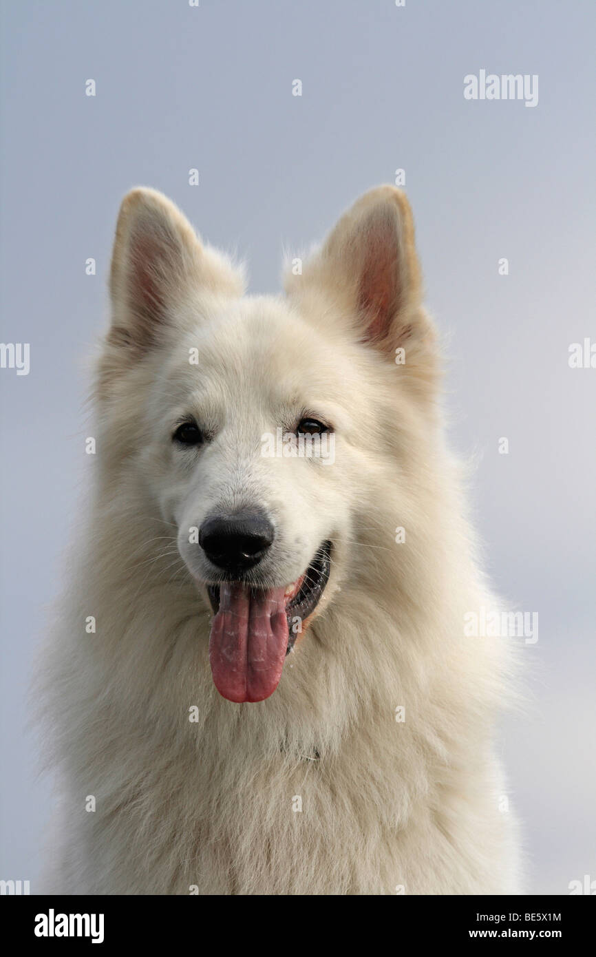 Weisser schaeferhund -Fotos und -Bildmaterial in hoher Auflösung – Alamy