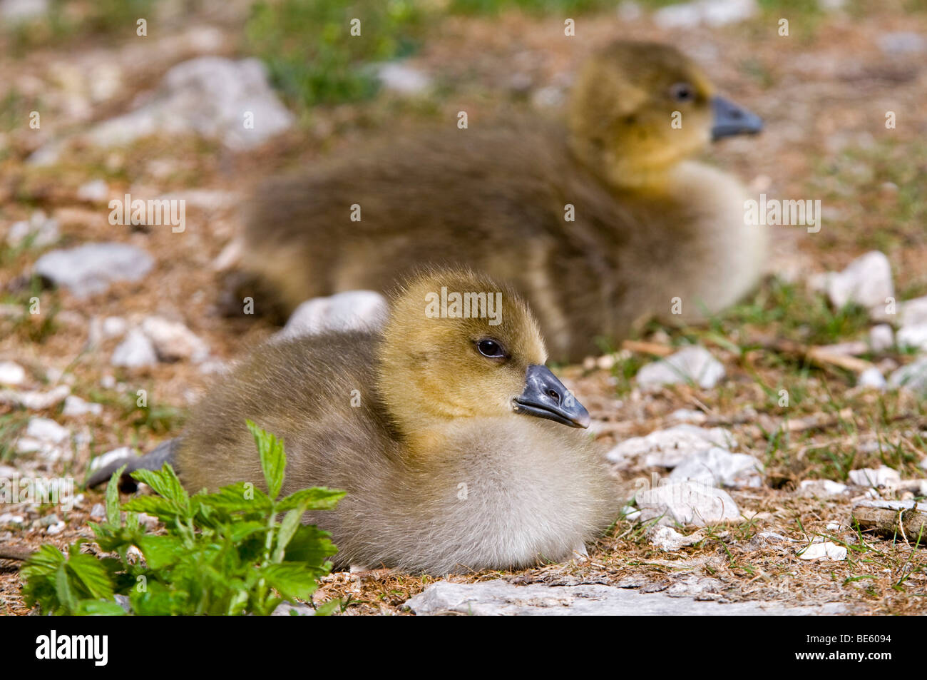Zwei Gänse Graugans (Anser Anser), Jungvögel Stockfotografie - Alamy