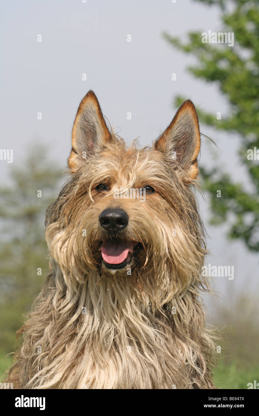 Berger picard -Fotos und -Bildmaterial in hoher Auflösung – Alamy