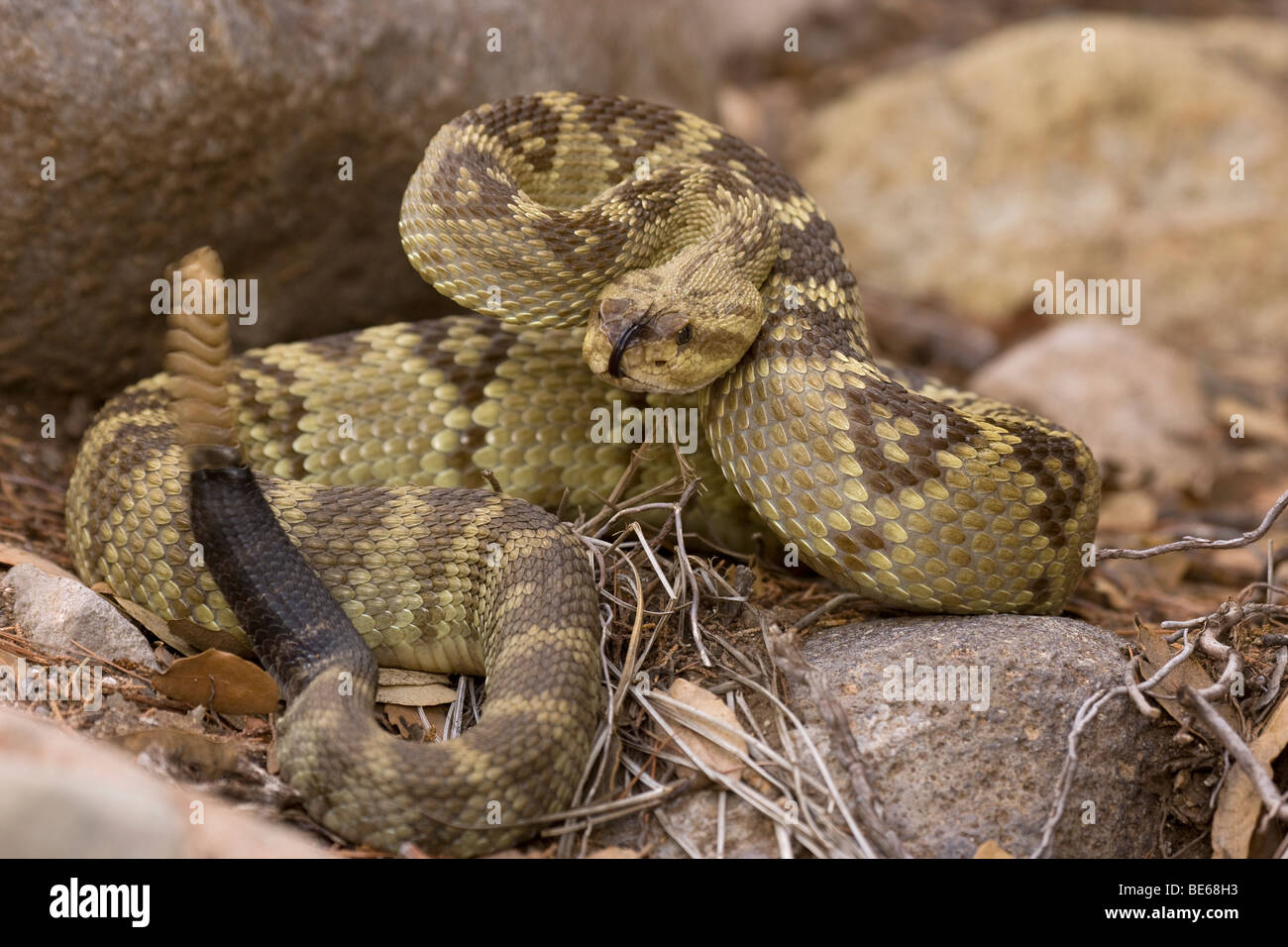 Schwarz-angebundene Klapperschlange (Crotalus Molossus) - Chiricahua Bergen - Arizona - Shows ...