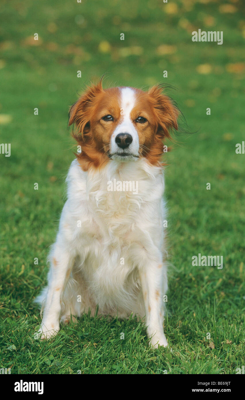 Kooiker hund -Fotos und -Bildmaterial in hoher Auflösung – Alamy