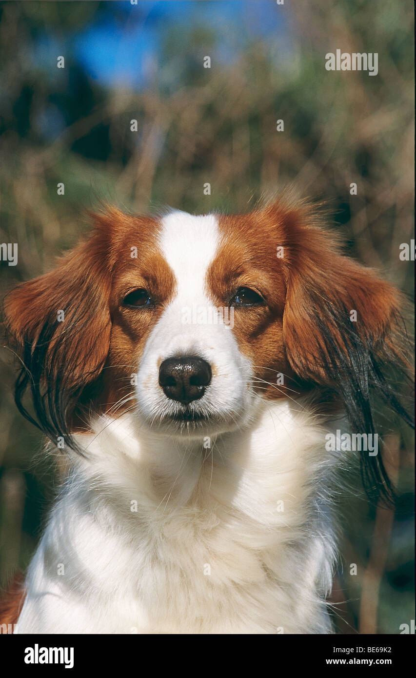 Dutch kooikerhondje -Fotos und -Bildmaterial in hoher Auflösung – Alamy