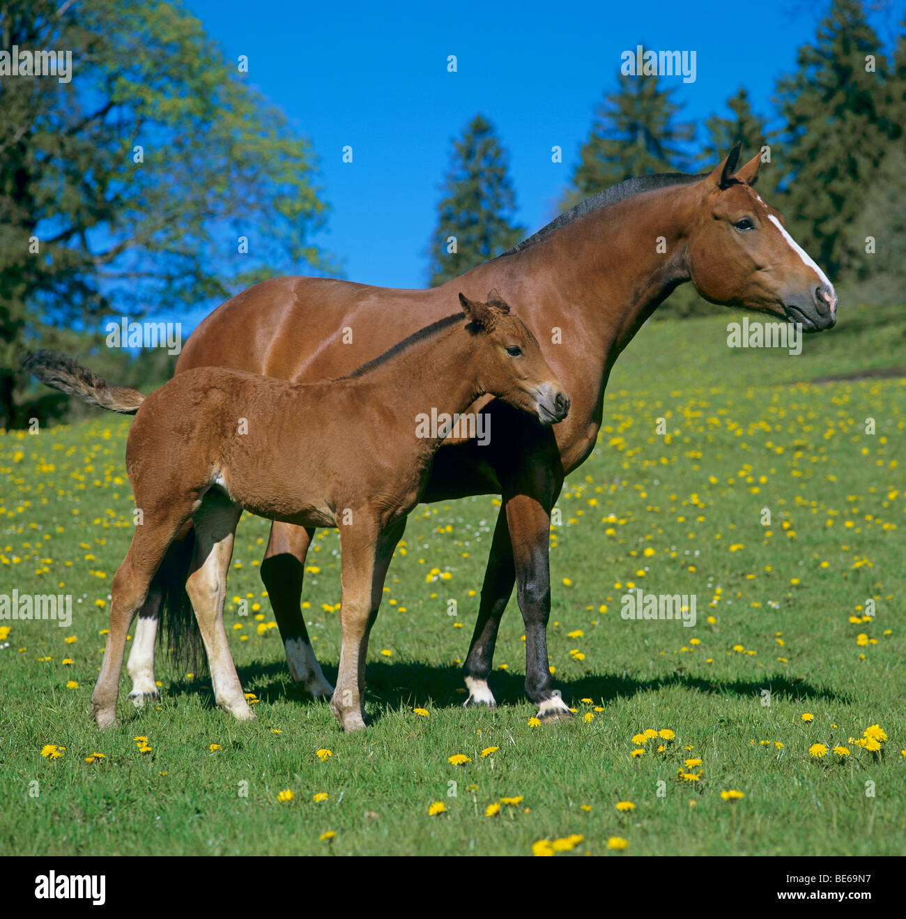 Freiberger Pferd - Stute und Fohlen auf der Wiese Stockfotografie - Alamy