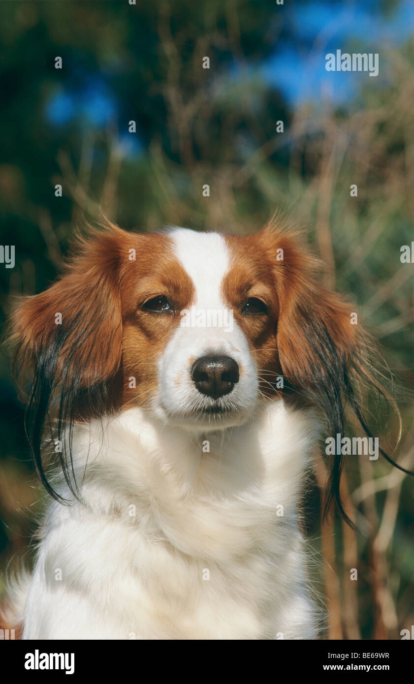 Kooiker hund -Fotos und -Bildmaterial in hoher Auflösung – Alamy