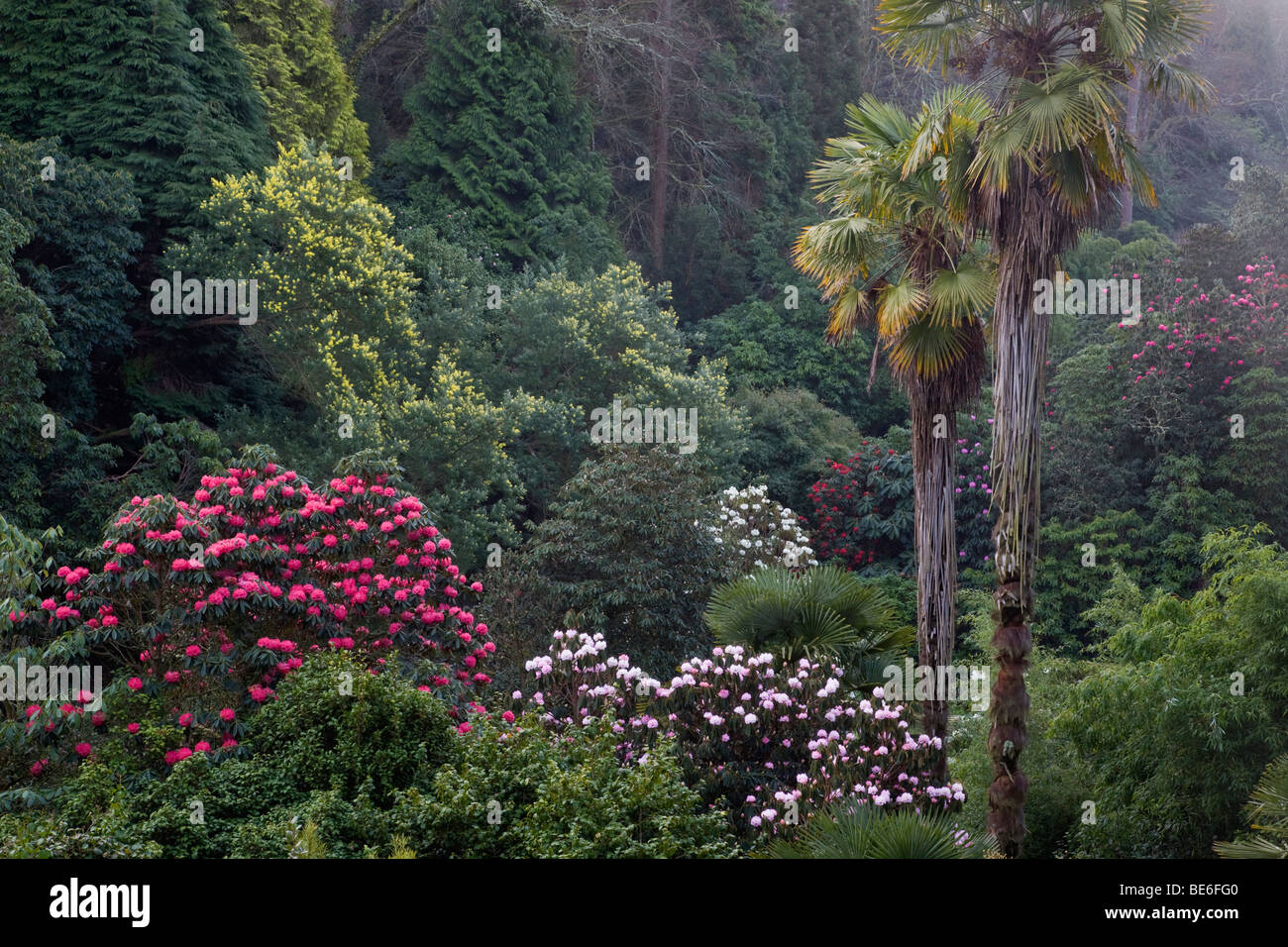 Palmen in cornwall -Fotos und -Bildmaterial in hoher Auflösung – Alamy